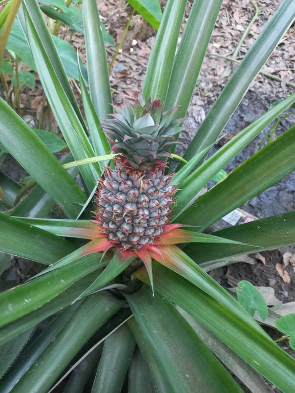 Pineapple Tree Bearing Fruit in the Garden Stock Photo - Image of green ...
