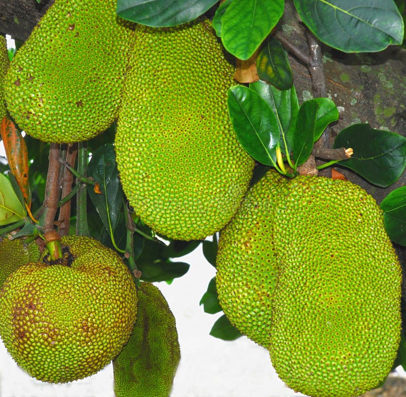 Mature, golden pineapple stock photo. Image of tree - 166365724