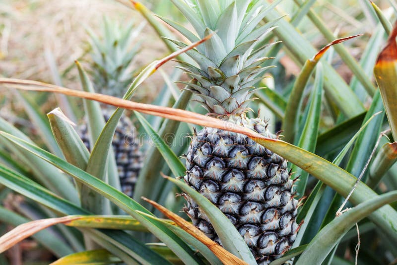 Pineapple on tree in farm. stock image. Image of crop - 124689265