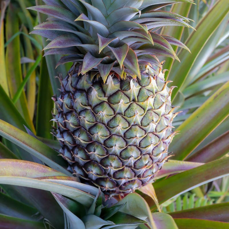 Pineapple on Tree in Farm Plantation. Stock Image - Image of plantation ...