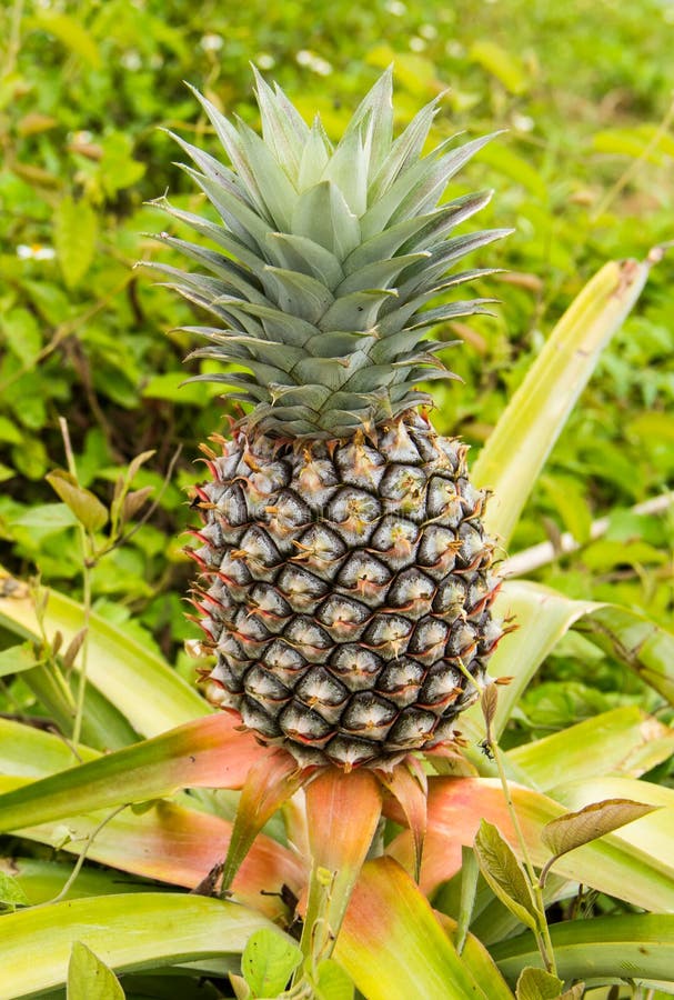 Pineapple tree s field stock photo. Image of sweet, cultivated - 22099680