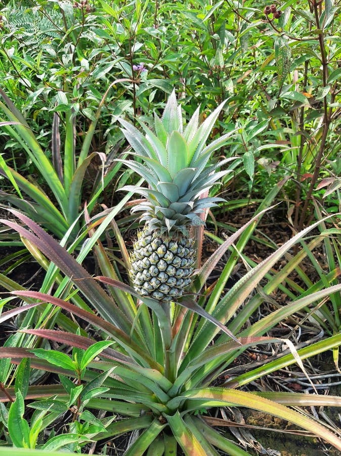 117 Pineapple Tree Green Colour Stock Photos - Free & Royalty-Free ...