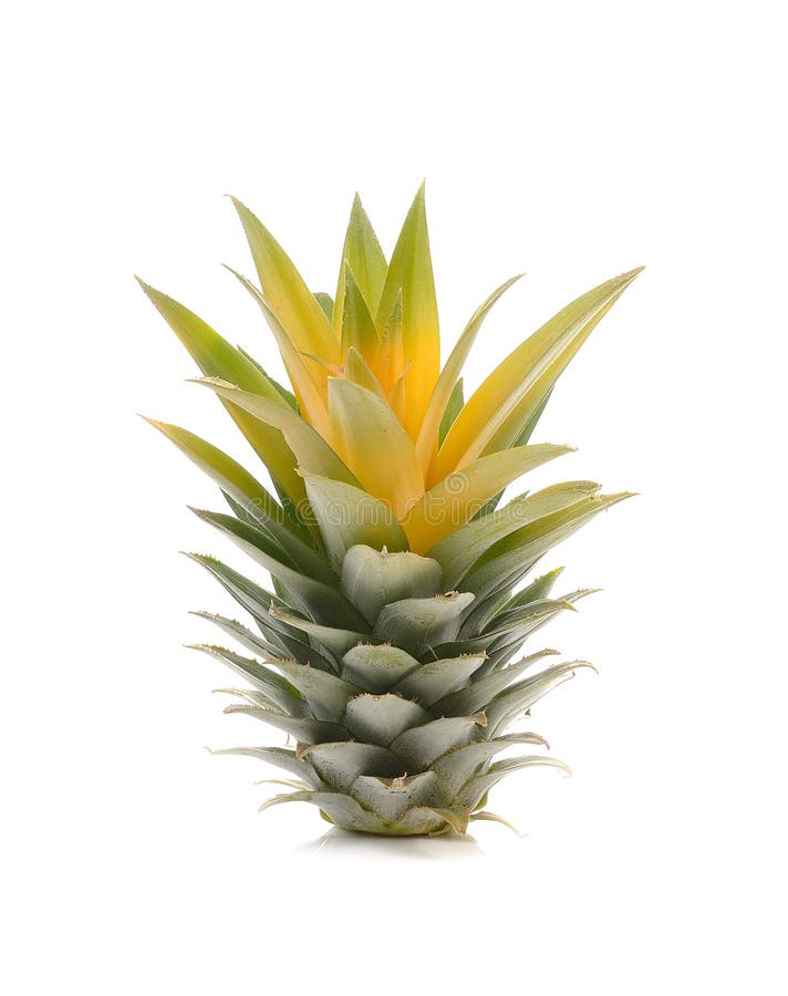 Pineapple Tree Isolated on White Background Stock Image - Image of ...