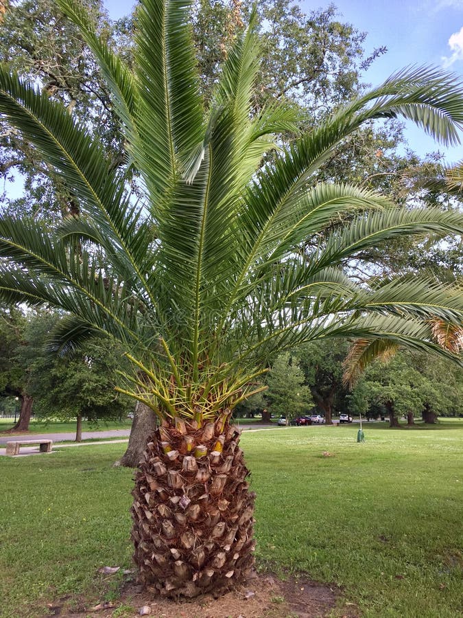 Pineapple Tree stock photo. Image of like, pineapple - 223759616