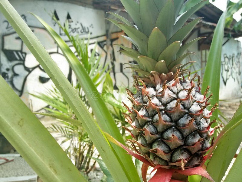Pineapple Tree Planted in Front of the House Stock Photo - Image of ...