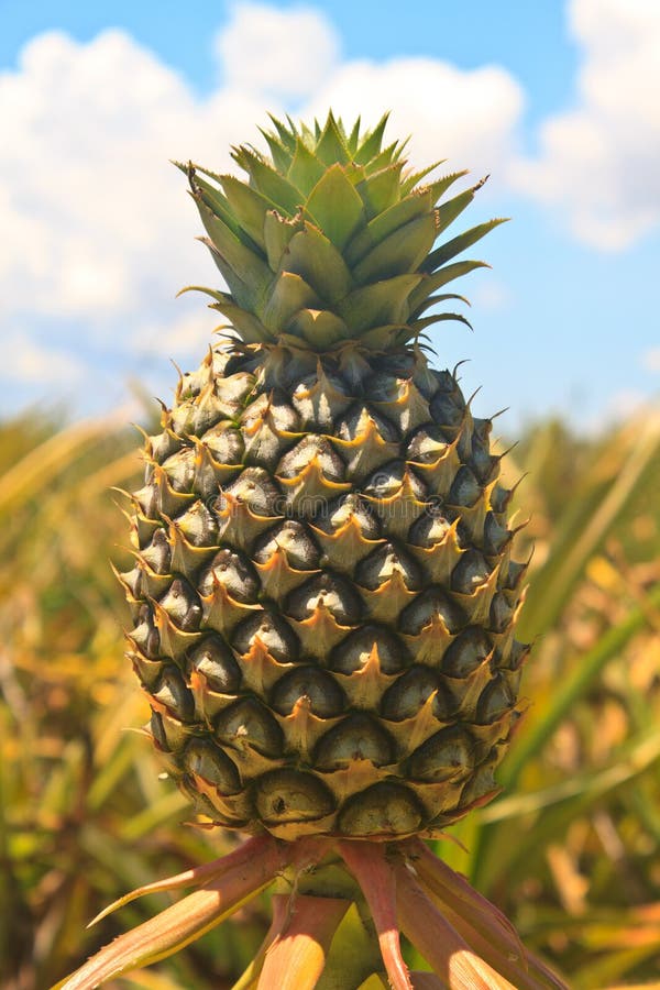 Pineapple tropical fruit stock image. Image of food, nutrition - 40542013