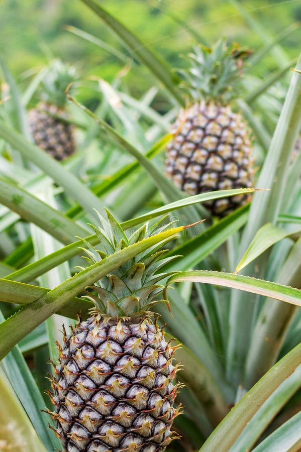 Pineapple Tropical Fruit Growing in a Plantation Field Stock Photo ...