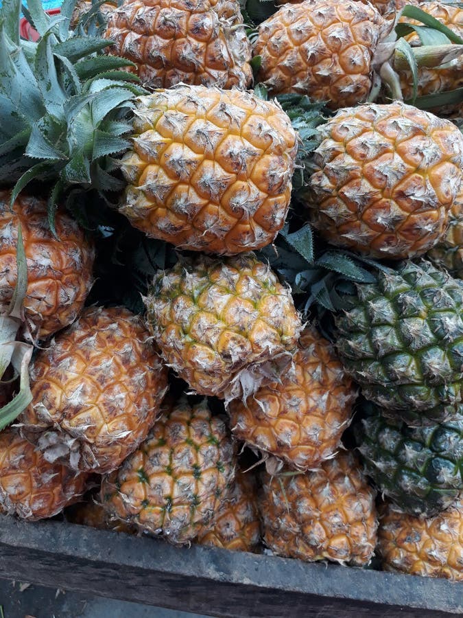 Pineapple is a Tropical Fruit Known for Its Distinctly Sweet Flavor and Rich Nutrient Profile ...