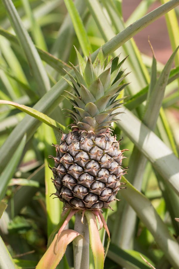 Pineapple tropical fruit stock photo. Image of farm, healthy - 72499658