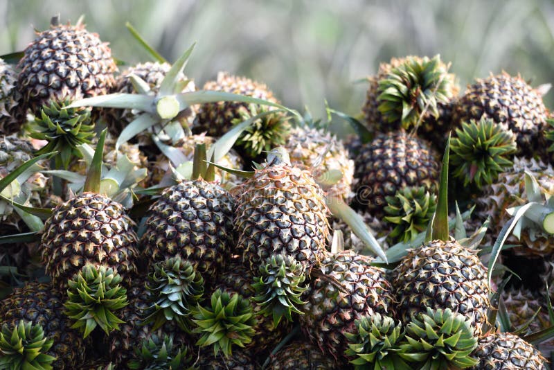 Pineapple stock image. Image of farm, pineapple, pineapplefarm - 76288129
