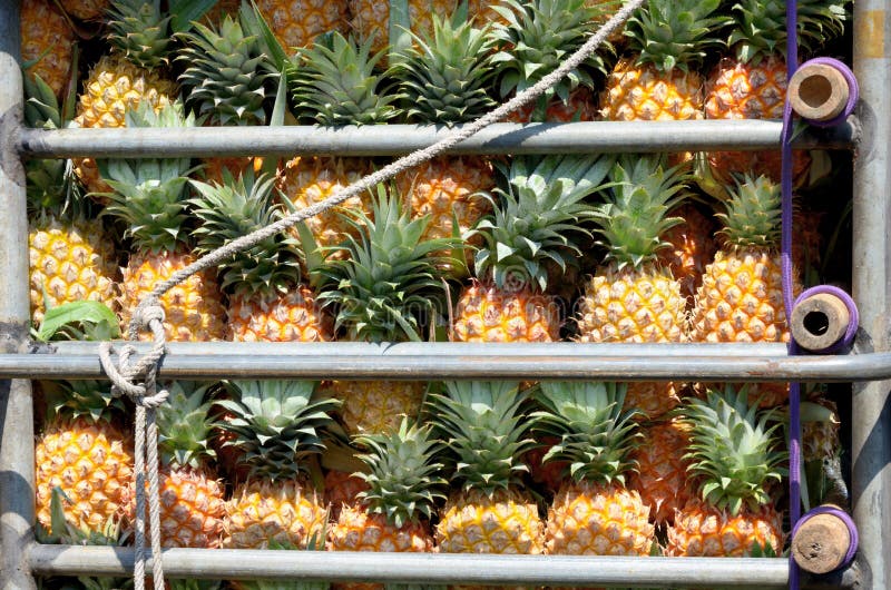 Pineapple in truck stock photo. Image of ecuador, hawaii - 29935512