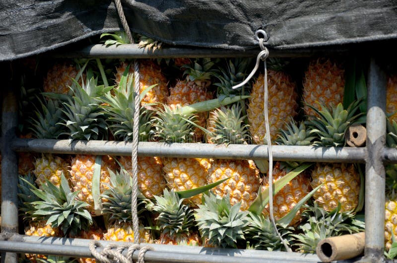 Pineapple in truck stock image. Image of line, delicious - 29935519