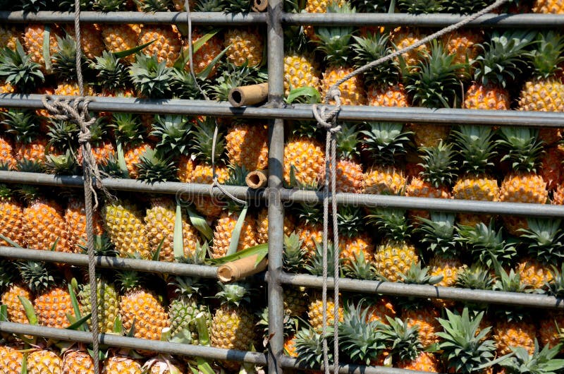 Pineapple on the truck stock photo. Image of gardening - 36331226