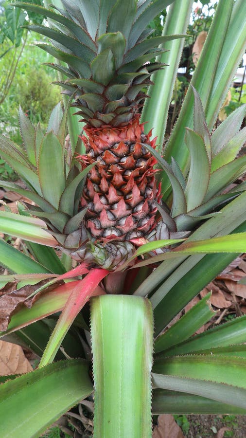 Pineapple is a Type of Fruit from the Bromeliaceae Family Which Has the ...