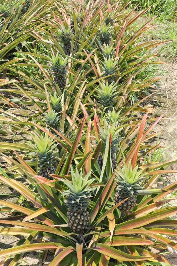 Pineapples Field stock photo. Image of garden, fresh - 42351730