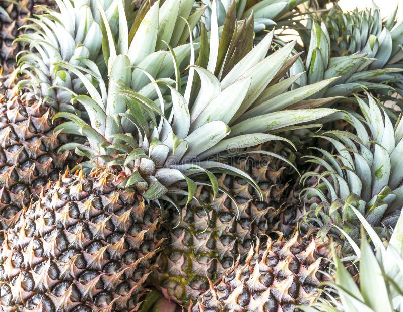 Pineapples stock image. Image of gourmet, exotic, health - 54056759
