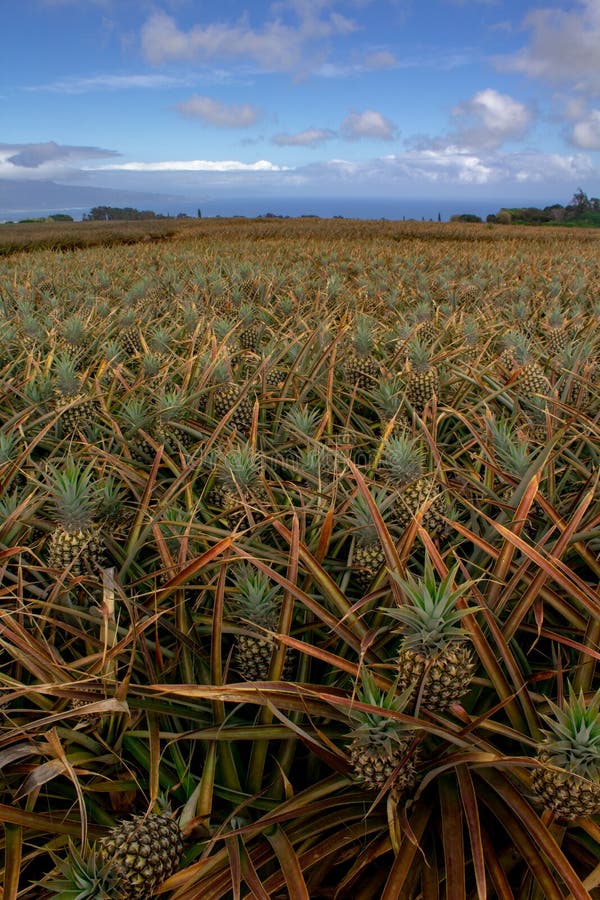 Pineapples Growing in the Field Stock Photo - Image of growth ...