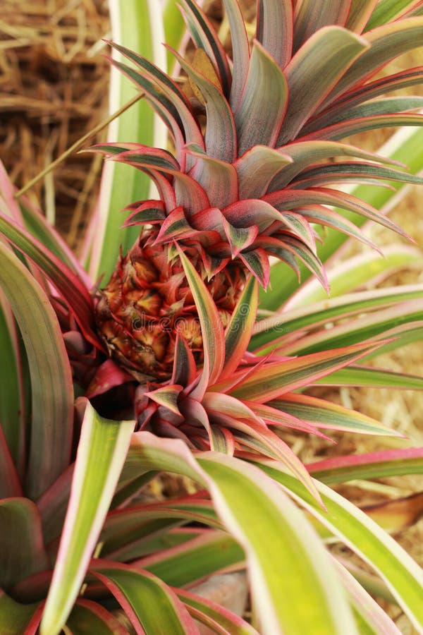 Pineapples Growing in the Nature. Stock Photo - Image of ananas ...
