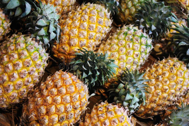 Pineapples are in a row stock image. Image of hawaiian - 149031233