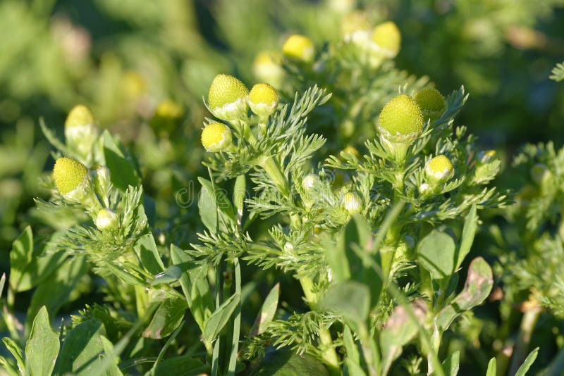 Pineappleweed stock image. Image of flowers, green, flora - 251432209