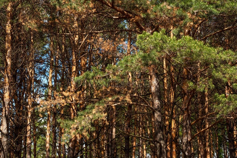 Pineceae Treeline. Crowded Pine Trees Stock Image - Image of strength ...