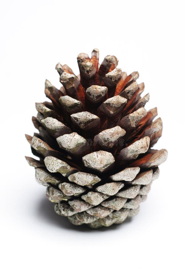 Pinecone Picture. Image: 1313016