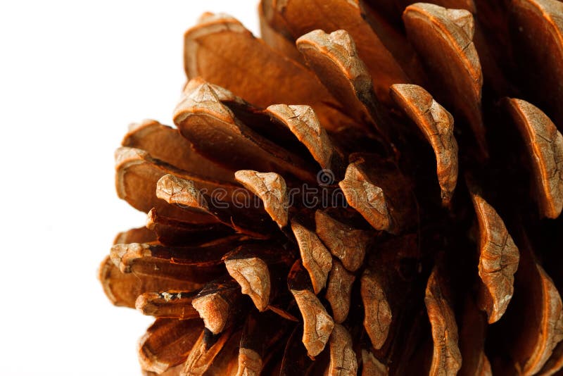 Pinecone square stock image. Image of fresh, floral, celebration - 3824609