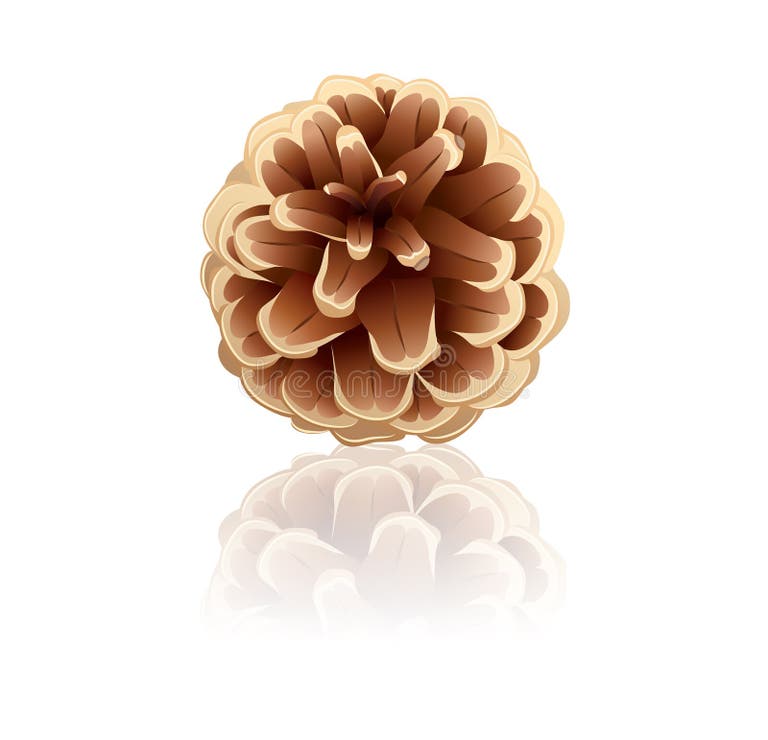 Pinecone Seed Stock Illustrations – 2,253 Pinecone Seed Stock ...