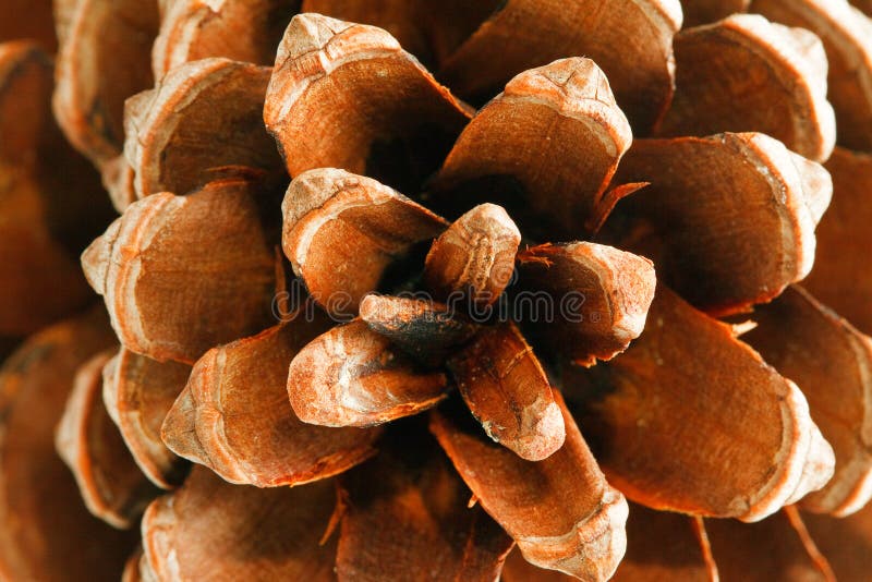 Pine cone structure stock image. Image of conifer, brown - 28362605
