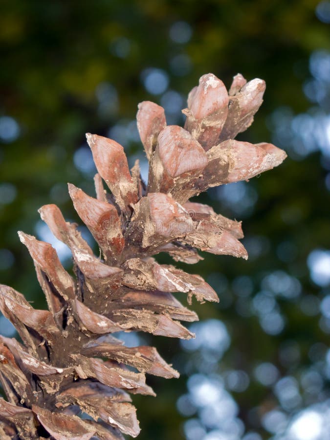 Pinecone Against Tree stock photo. Image of green, seed - 6935354