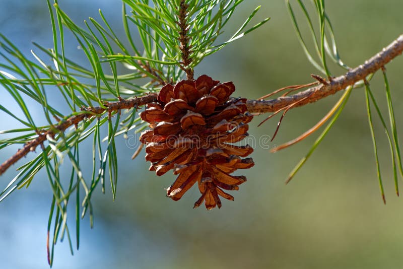 Pinecone on a Branch Closeup Stock Image - Image of space, seeds: 272213351