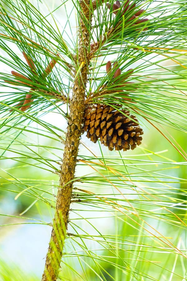 Pinecone. Cone of Pine. Fruit of Nature. Stock Image - Image of ...
