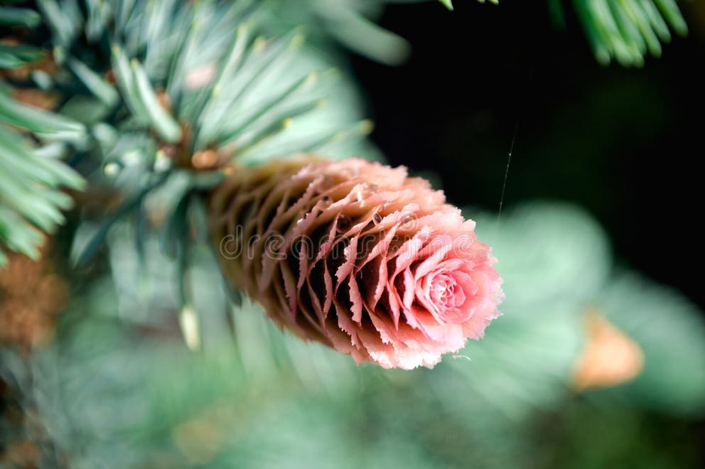 Pinecone bumps stock image. Image of growth, decoration - 78673433