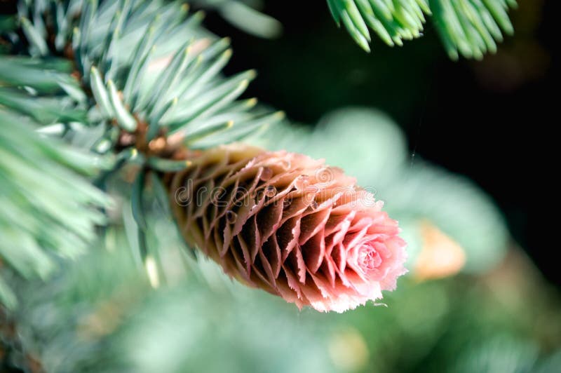 Pinecone bumps stock photo. Image of nature, botany, growing - 78673720