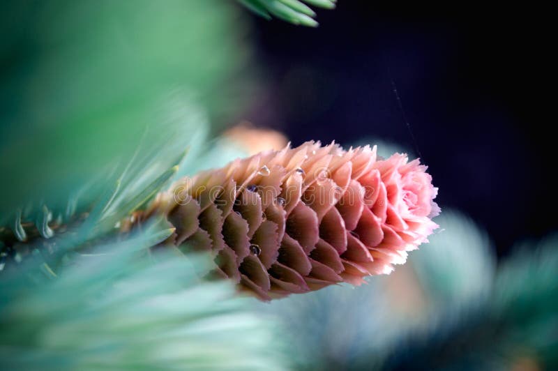 Pinecone bumps stock image. Image of colorful, garden - 78674487