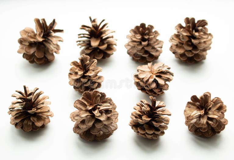 The Lump in the Winter. Pinecone with Christmas Tree and Pine Stock ...