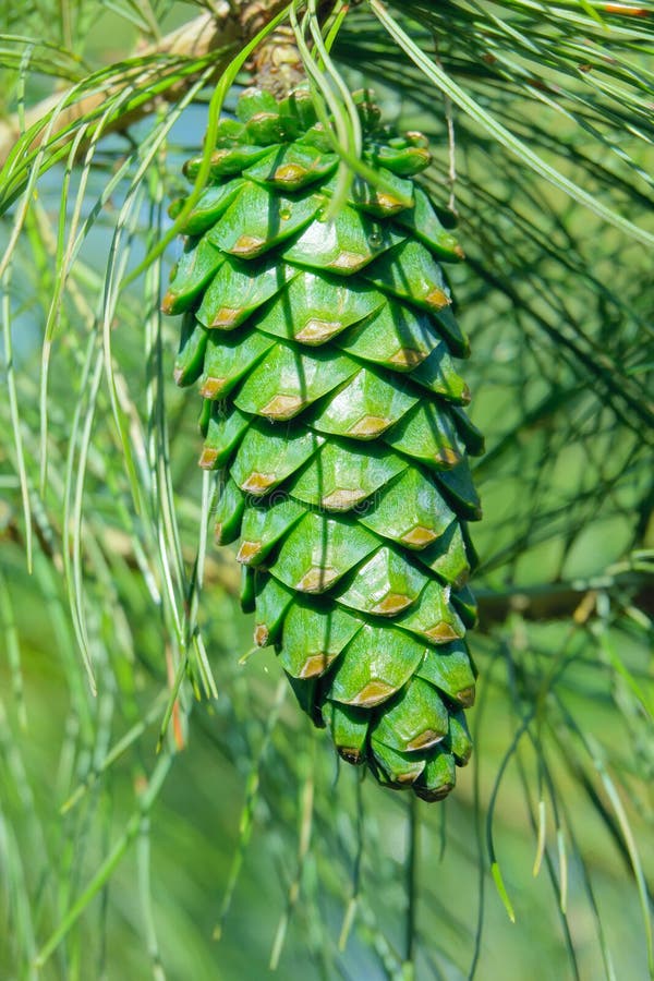 Pinecone stock photo. Image of wallichiana, fruitage - 185708412