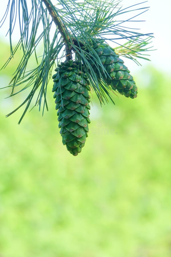 Pinecone stock image. Image of pinecone, nature, fruit - 185708561