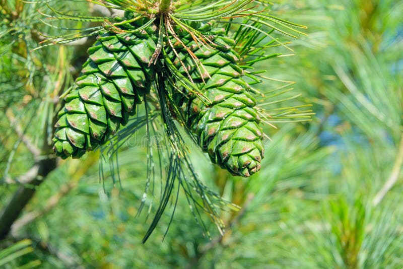 Pinecone stock image. Image of fruits, nature, tree - 184929917