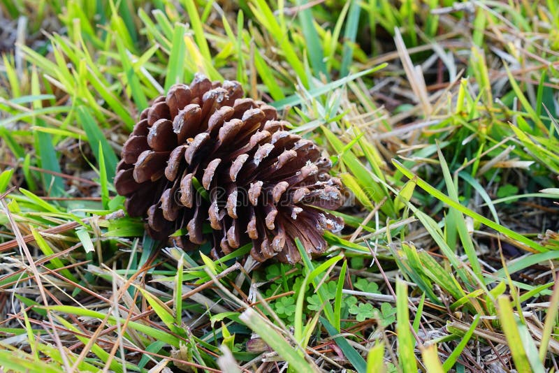 Pinecone. Cone of Pine. Fruit of Nature. Stock Image - Image of ...