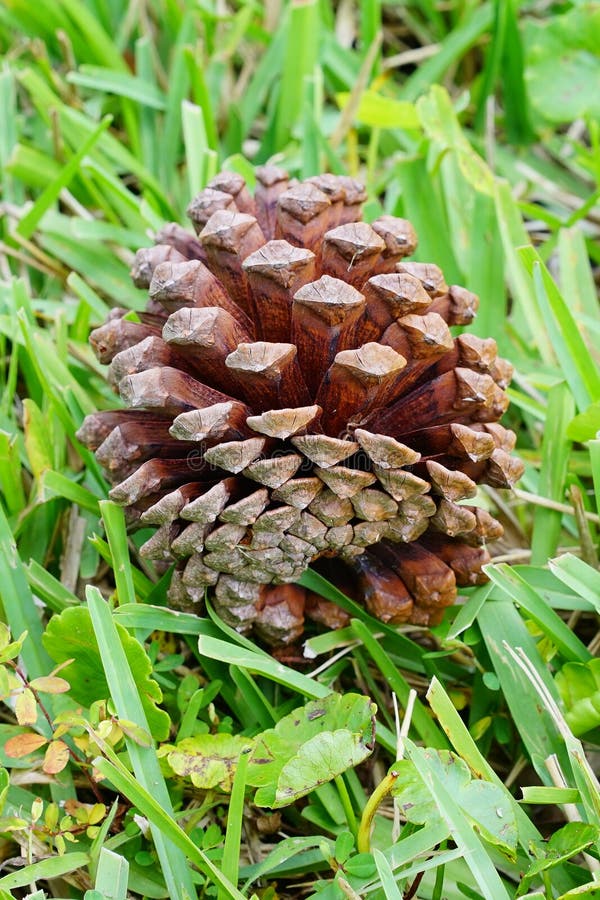 Pinecone. Cone of Pine. Fruit of Nature. Stock Image - Image of ...