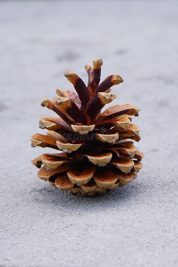 Pinecone. Cone of Pine. Fruit of Nature. Stock Image - Image of ...