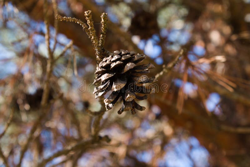 Pinecone in the Fall Sunlight on Branch Stock Image - Image of conifer ...