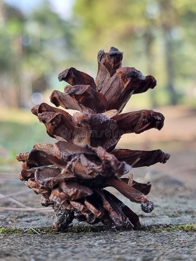 Pinecone Fall from Tree in the Street Stock Photo - Image of tree, seed ...