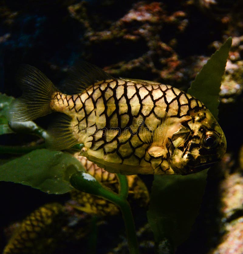 The Pinecone Fish Monocentris Japonica. Stock Image - Image of wild ...