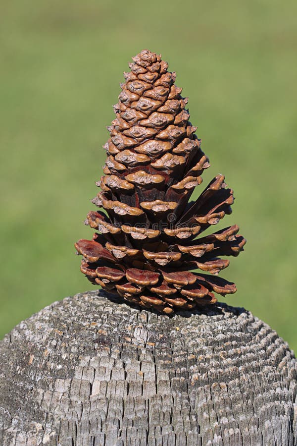 Pinecone macro. stock photo. Image of brown, macro, evergreen - 9550428