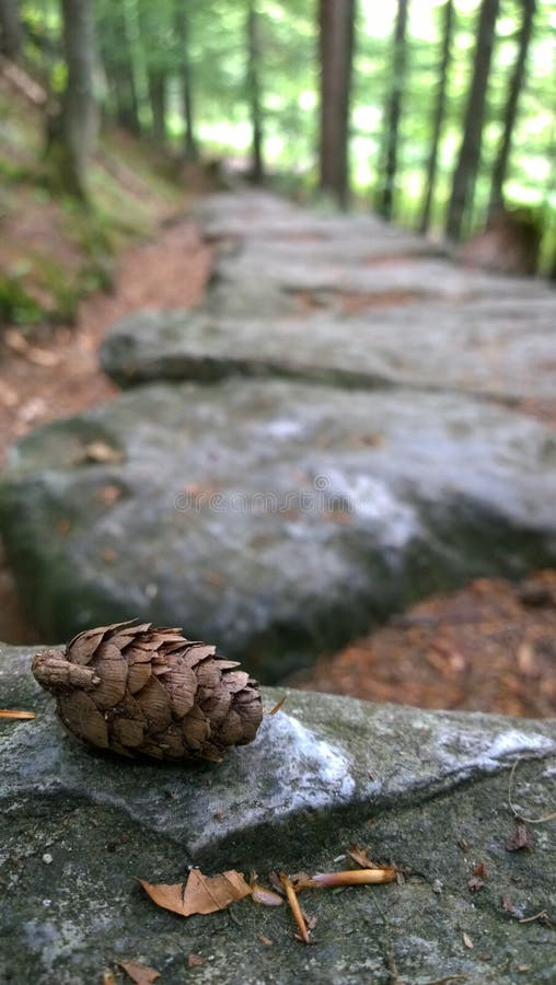 Pinecone on the Path stock image. Image of wood, alps - 154667677