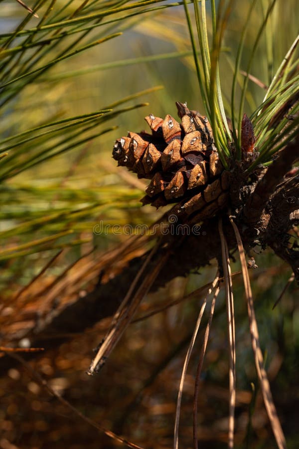 Pinecone on a Pine Tree Branch Stock Photo - Image of macro, background ...