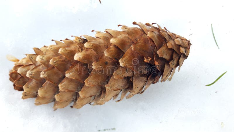 Pinecone on snow stock image. Image of closeup, websitebackground ...