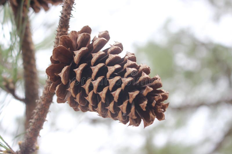 Pinecone about to fall stock image. Image of beautiful - 115186217